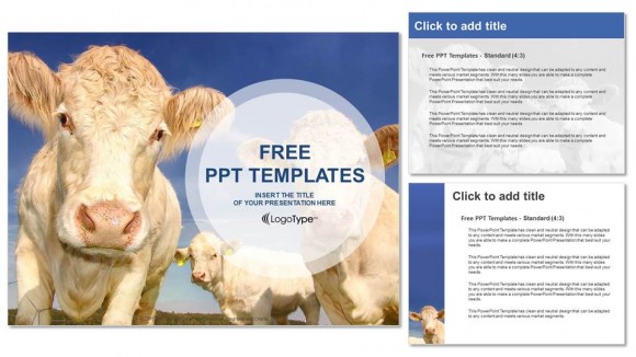 Cows in the field PowerPoint Templates - Powerpoint and google slides ...