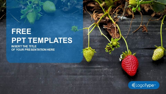 Strawberry field PowerPoint Templates - Powerpoint and google slides ...