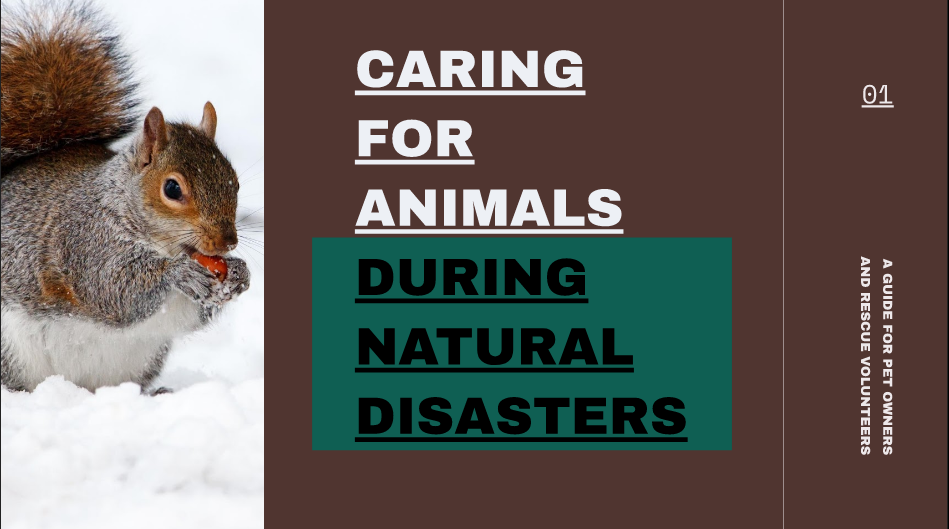 Caring for Animals During Natural Disasters - Powerpoint and google ...